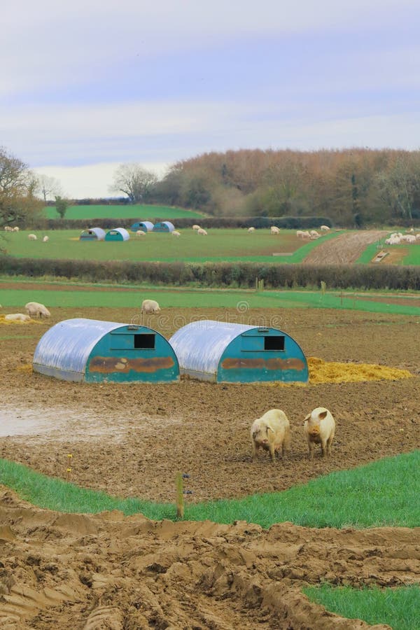 Pig farm in Devon stock photo. Image of industry, group - 206848548
