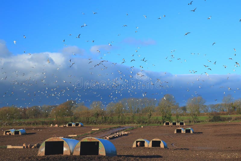 Pig farm in East Devon stock photo. Image of field, rural - 109421224