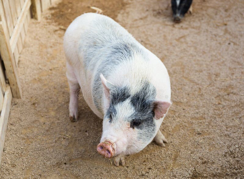 Pig in farm stock photo. Image of animal, wildlife, nature - 36374508