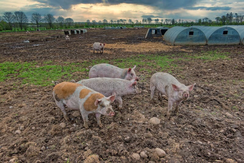 Pig Farm Free Range Landscape, Denmark Stock Image - Image of outdoor ...