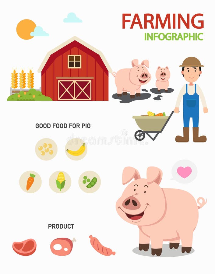 Pig Farm Infographics,illustration Stock Vector - Illustration of ...