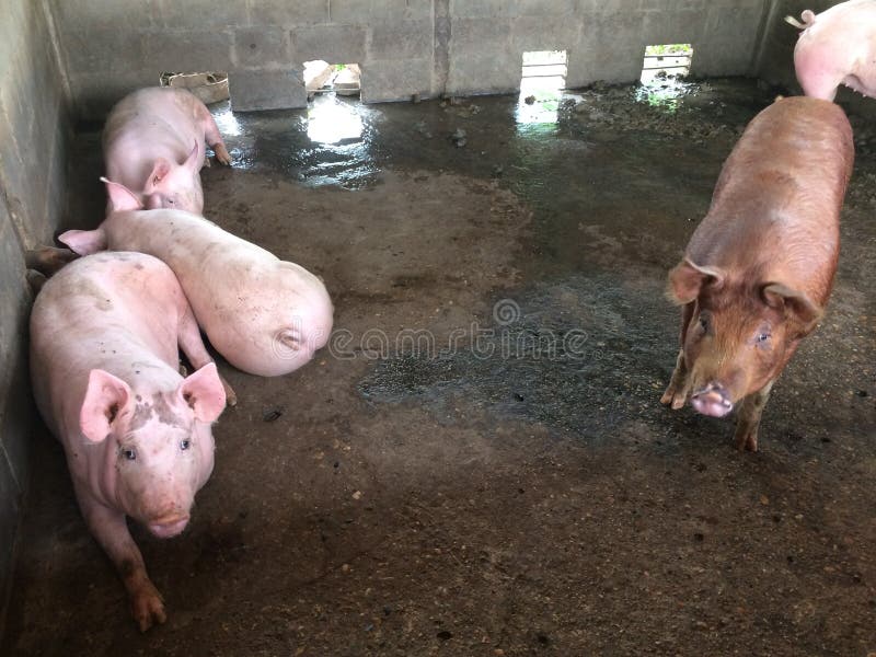 Pig Farm stock image. Image of welfare, husbandry, roast - 84235669