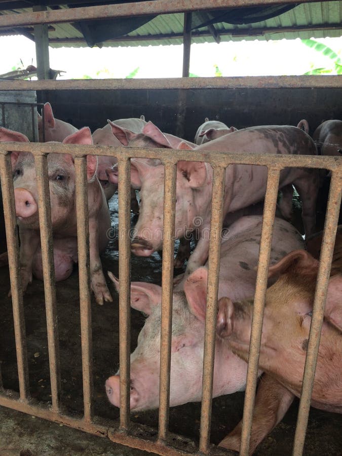Pig Farm stock photo. Image of welfare, husbandry, piggery - 84235700