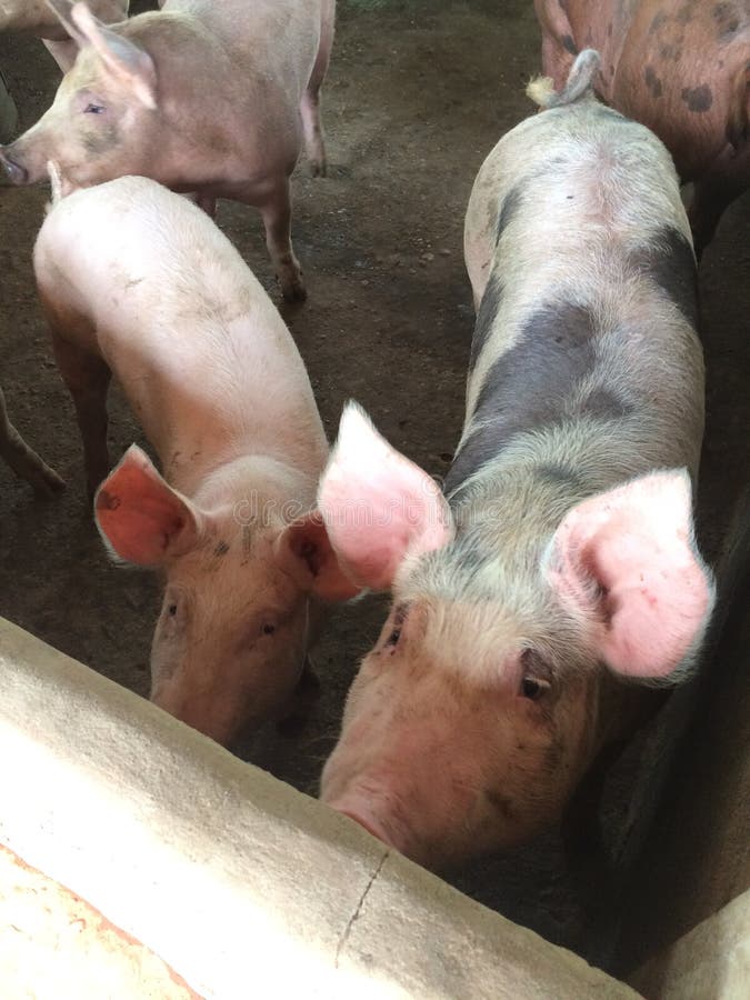 Pig Farm stock photo. Image of iron, guinea, female, feed - 84236080