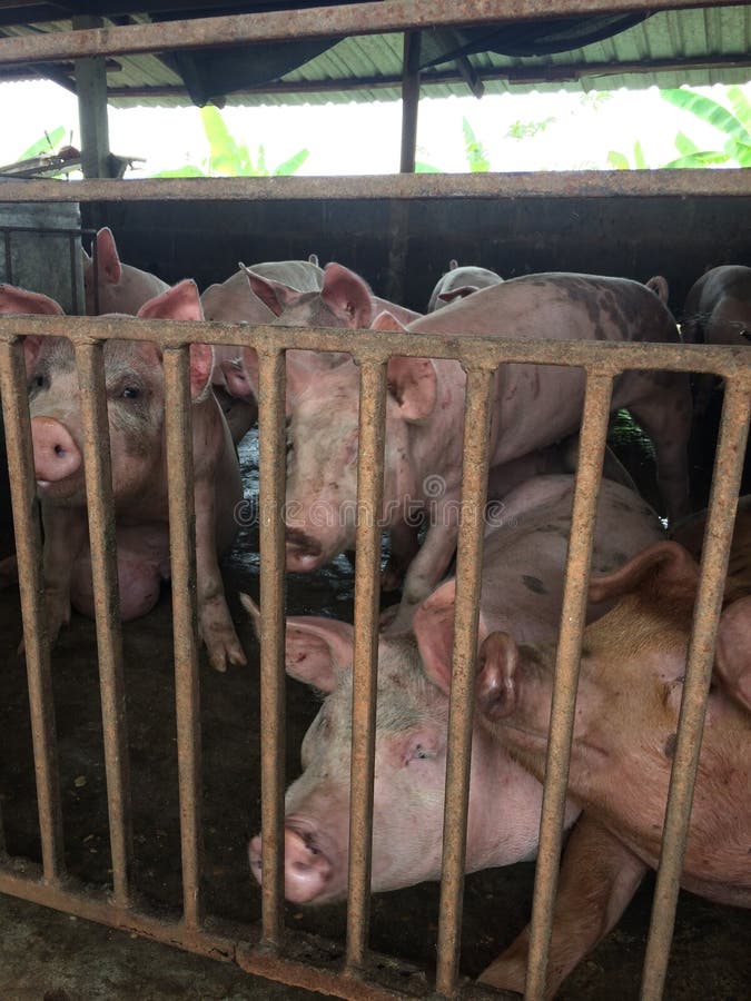 Pig Farm stock image. Image of piggery, feed, fodder - 84236117