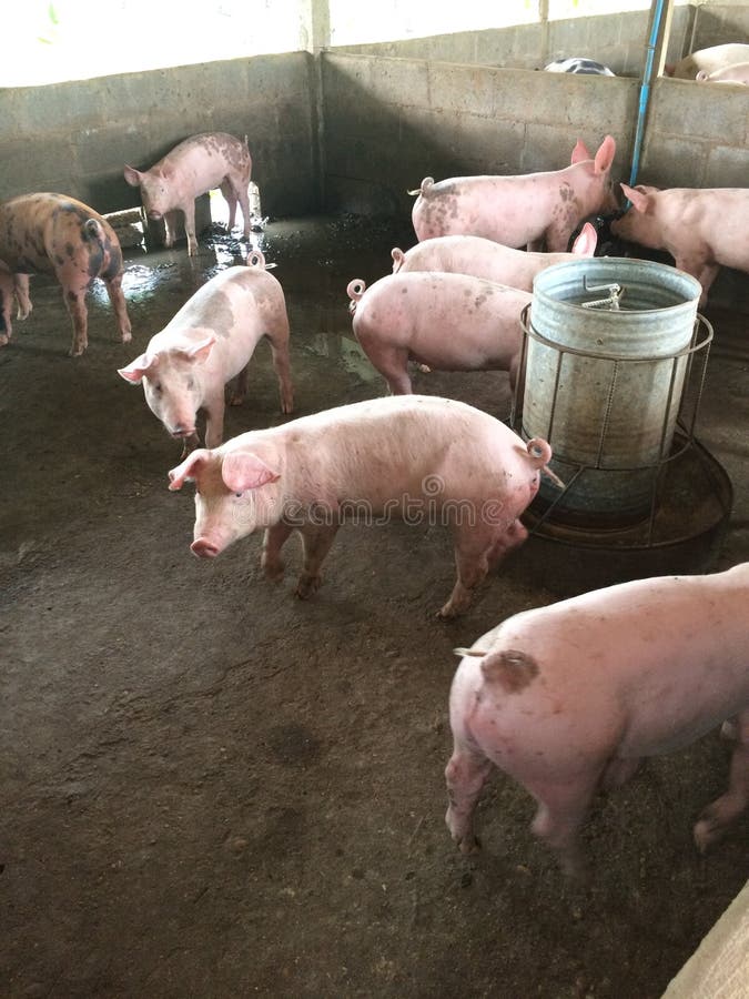 Pig Farm stock photo. Image of animal, feed, farm, wild - 84237620