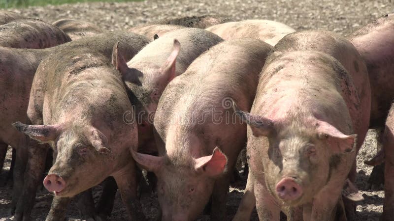 Pig farm with many pigs stock video. Video of mammal - 117380829