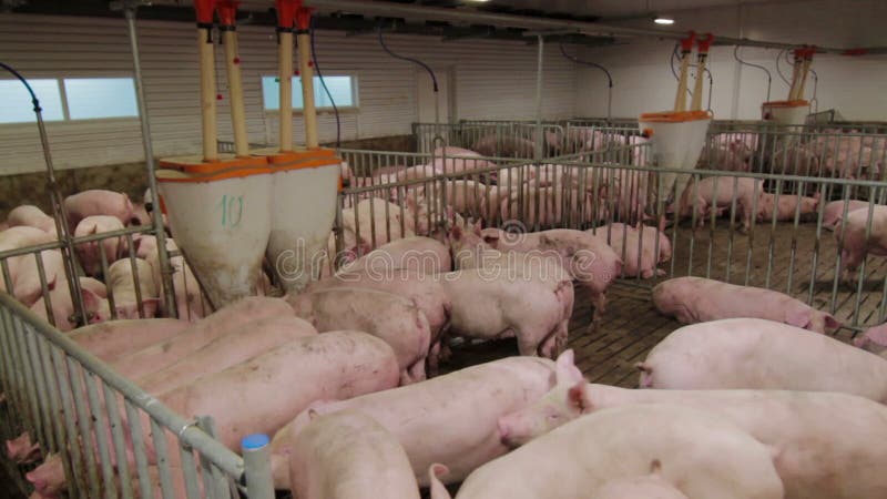 Pig Farm Worker Feeds Pigs Intensive Pig Farming Stock Video - Video of ...
