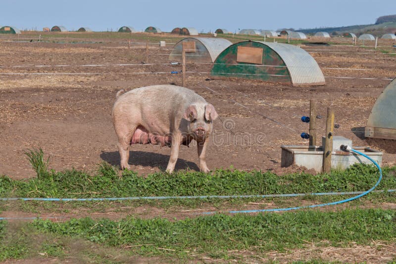 New modern pig farm stock image. Image of feeding, farming - 19487383