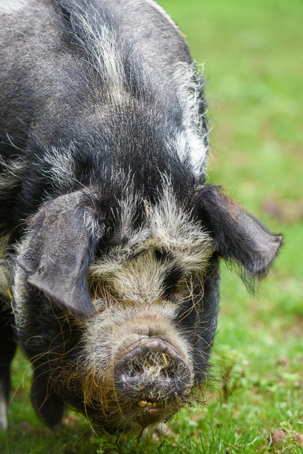 Pig on a Farm Outside Eating and Looking To Camera Stock Photo - Image ...