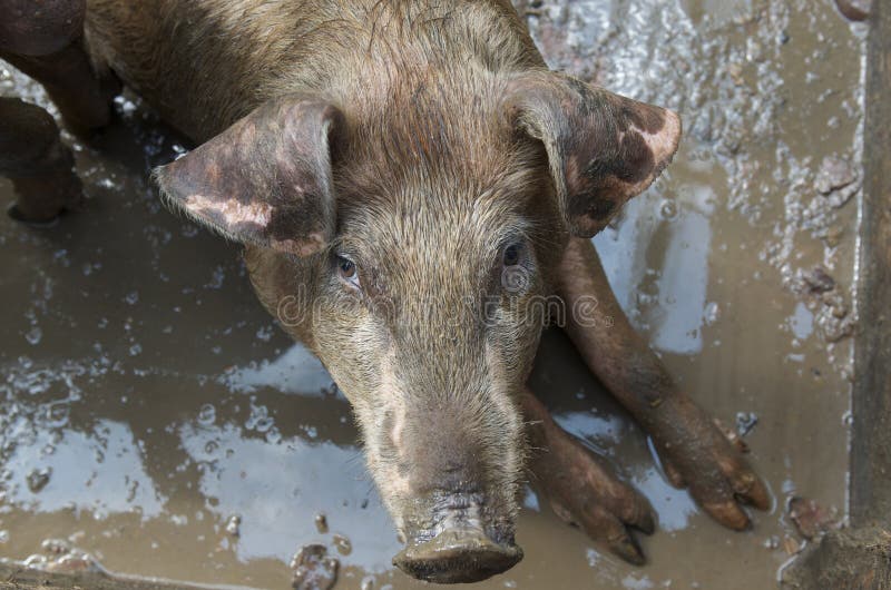 Pig stock photo. Image of farm, pigsty, stable, swine - 41382062