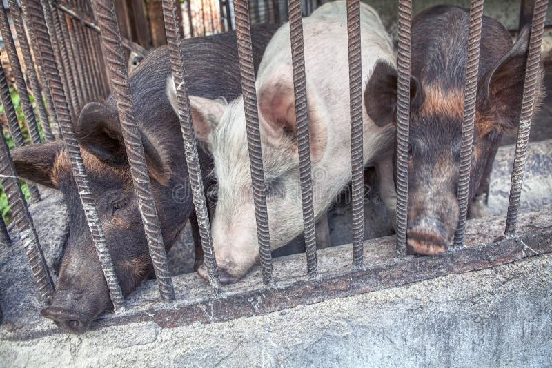 Pig farm stock photo. Image of closeup, domestic, safari - 153366108