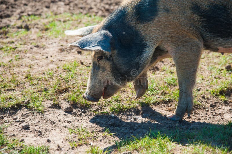 Pig farm. Pigs in field stock image. Image of rural - 149785201