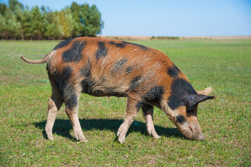 Pig farm. Pigs in field stock photo. Image of pork, summer - 149785476