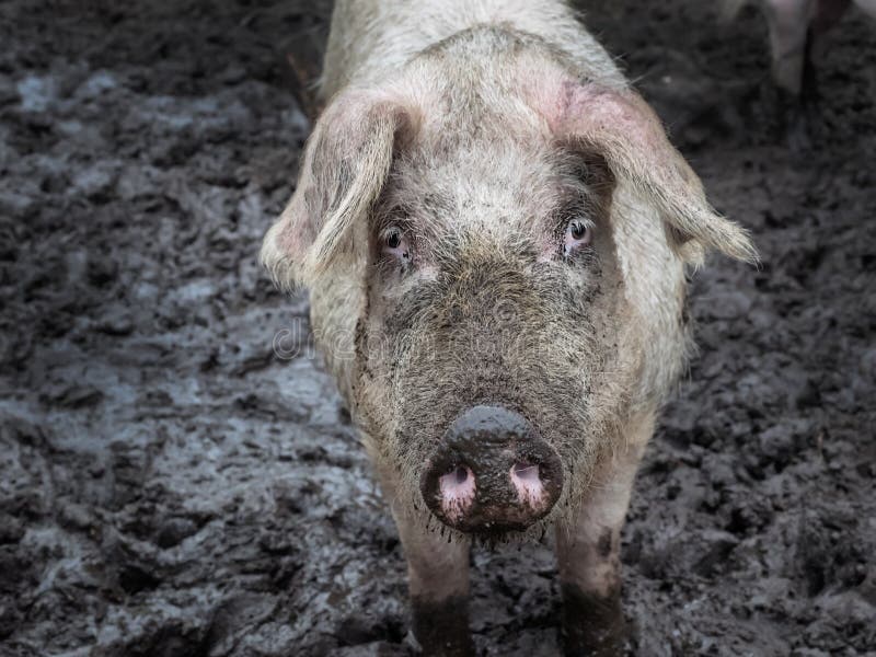 3,471 Dirt Pig Photos - Free & Royalty-Free Stock Photos from Dreamstime