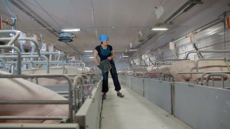 Pig Farm Worker Feeds Pigs Intensive Pig Farming Stock Footage - Video ...