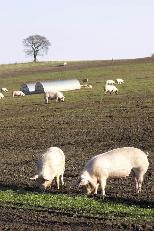 Pig Farming stock photo. Image of outdoors, boar, organic - 4434708