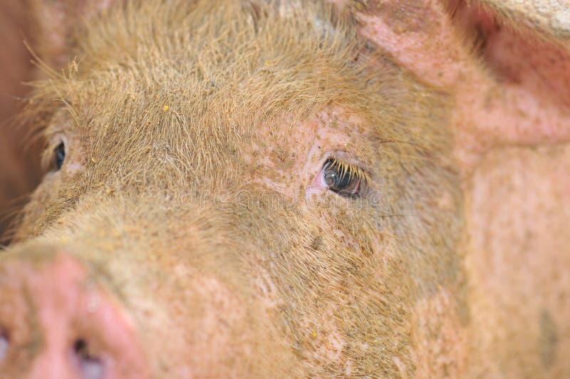 Pig nose stock photo. Image of pigs, nose, animals, mammals - 307860