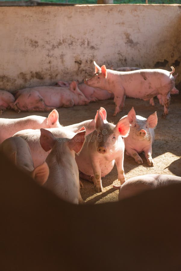 Pig Farms in Confinement Mode. Stock Photo - Image of feed, farm: 186545712