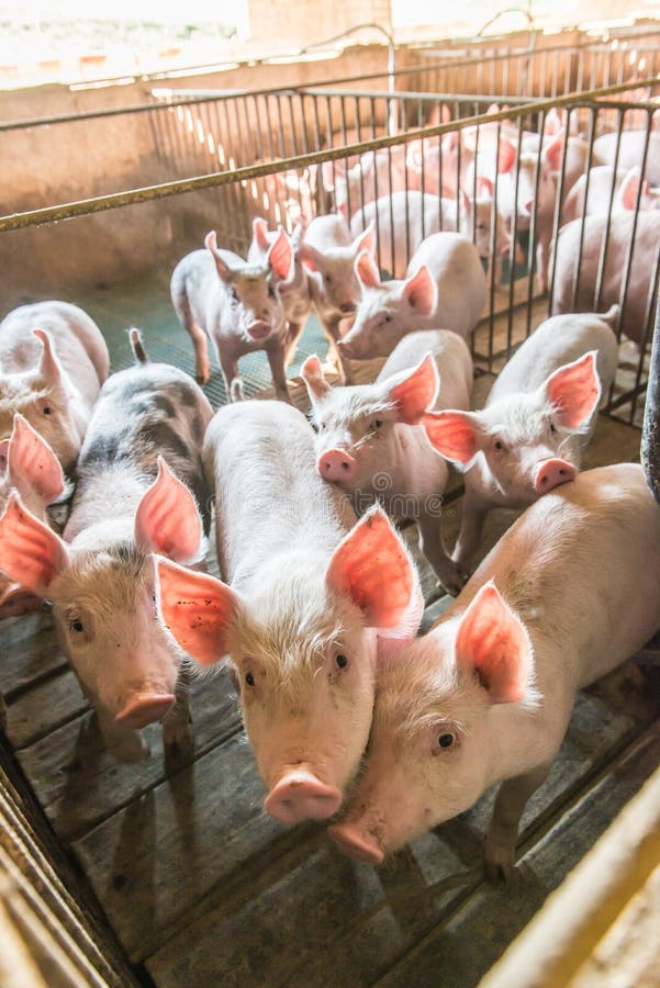 Pig Farms in Confinement Mode. Stock Image - Image of sustenance, group ...