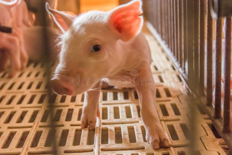 Pig Farms in Confinement Mode. Stock Image - Image of farm, mode: 186548013