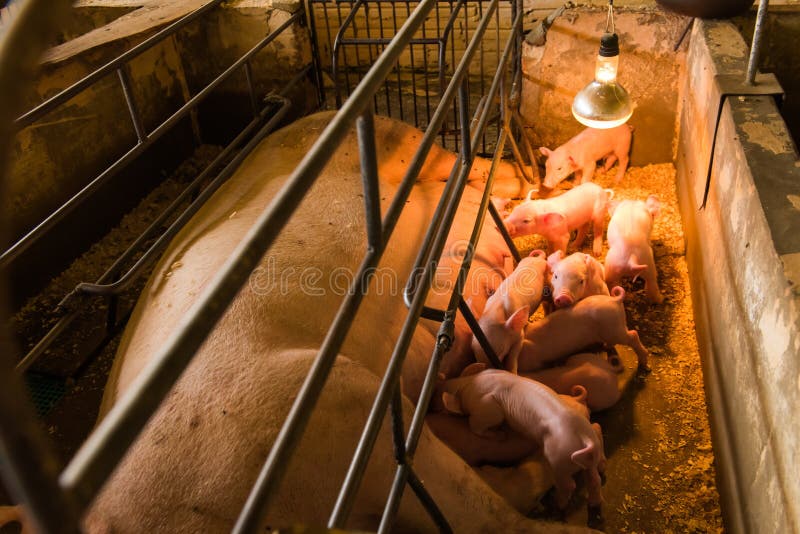 Pig Farms in Confinement Mode. Stock Image - Image of puppy, trapped ...