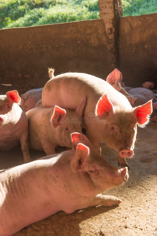 Pig Farms in Confinement Mode. Stock Photo - Image of intensive ...
