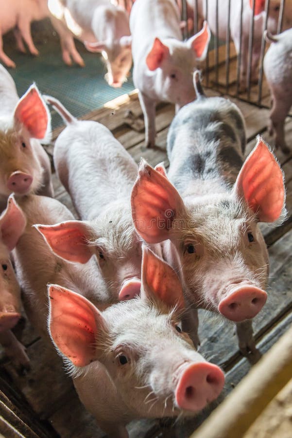 Pig Farms in Confinement Mode. Stock Image - Image of pink ...