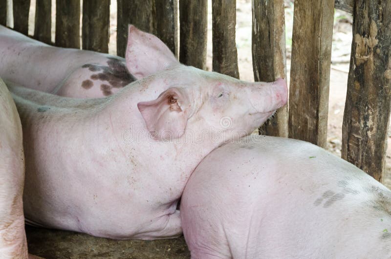 Pig feed stock image. Image of mammal, mammals, dirty - 66975877