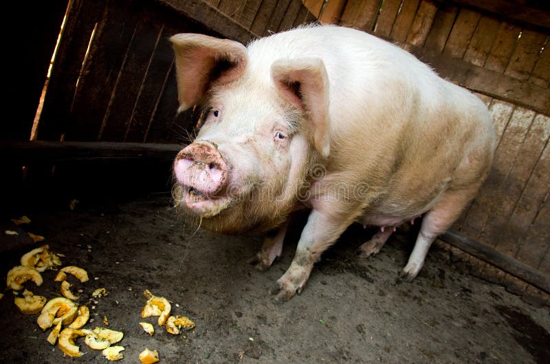 Ugly Pig stock image. Image of ugly, animal, barn, porcus - 12481355
