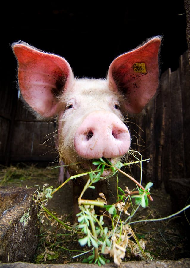 Pig feeding stock image. Image of dirty, oink, organic - 32459923