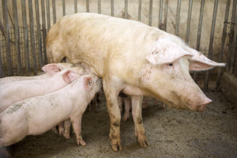 Pig feeding her Piglets stock photo. Image of farm, farmer - 15760750