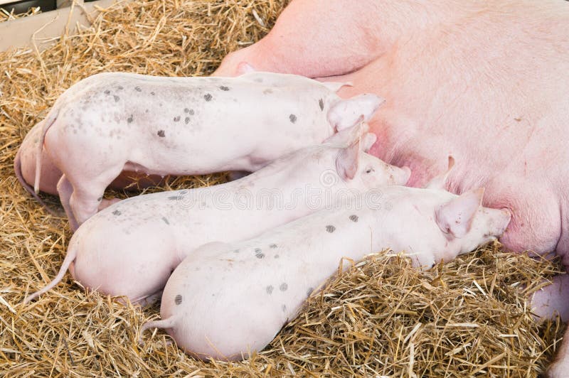 Pig feeds small pink pigs stock image. Image of birth - 21158845