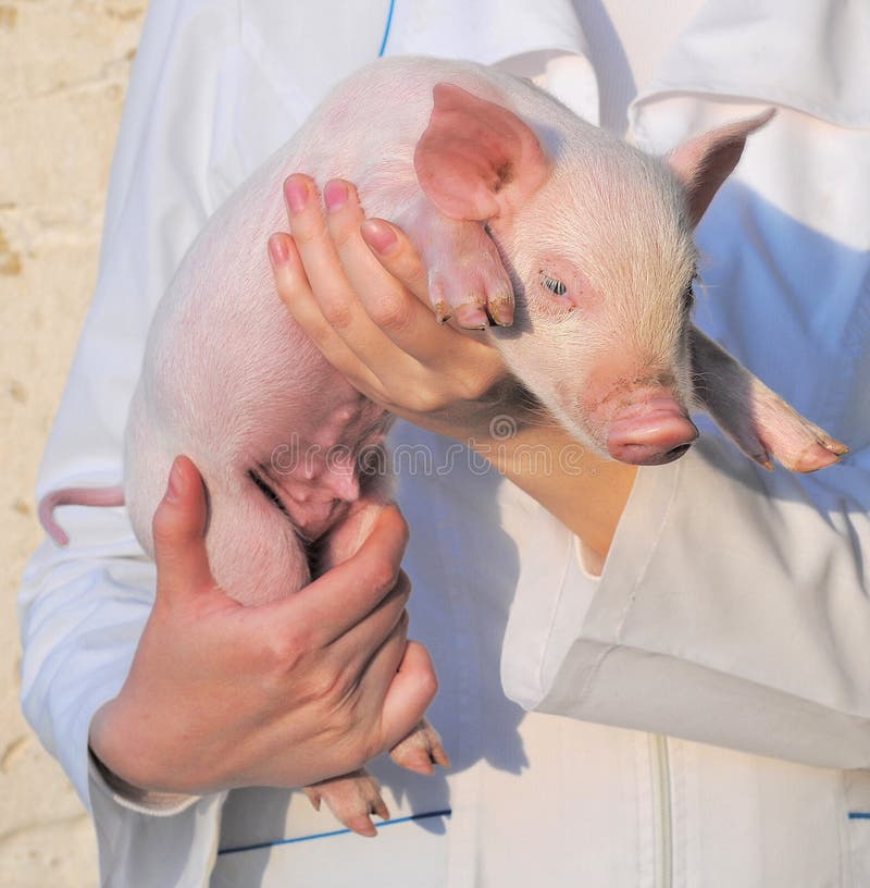 Pig in female hands stock photo. Image of agriculture - 9152484