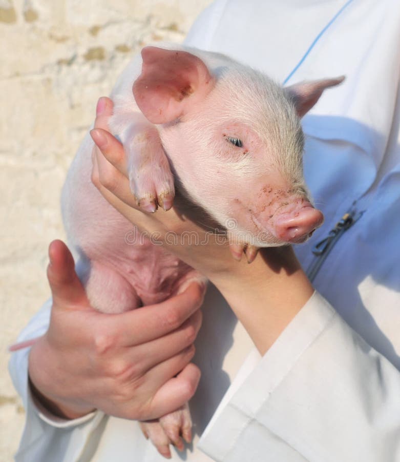 Small pig stock photo. Image of pink, farm, mammal, animals - 9390312