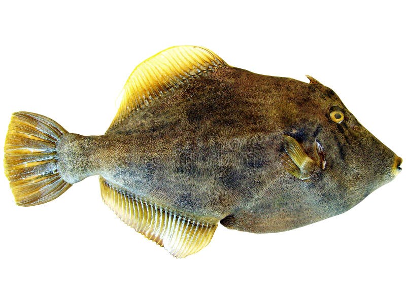 Red grouper fish stock photo. Image of market, nutrition - 17835326