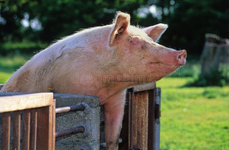 Pig fun stock image. Image of dream, livestock, bacon - 6342135