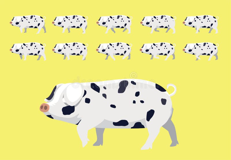 Pig Gloucester Old Spot Walking Animation Cartoon Vector Illustration ... Pig Gloucester Old Spot Walking Animation Cartoon Vector Illustration ...