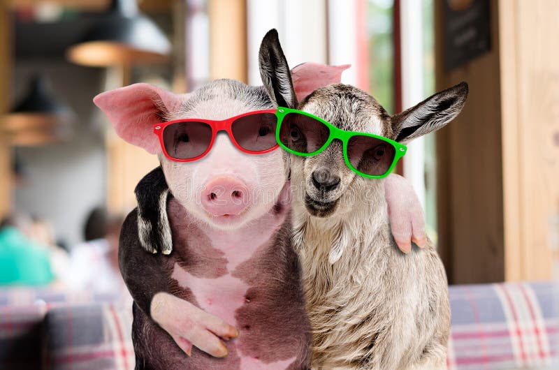 Pig and Goat Hugging while Sitting in a Cafe Stock Photo - Image of ...