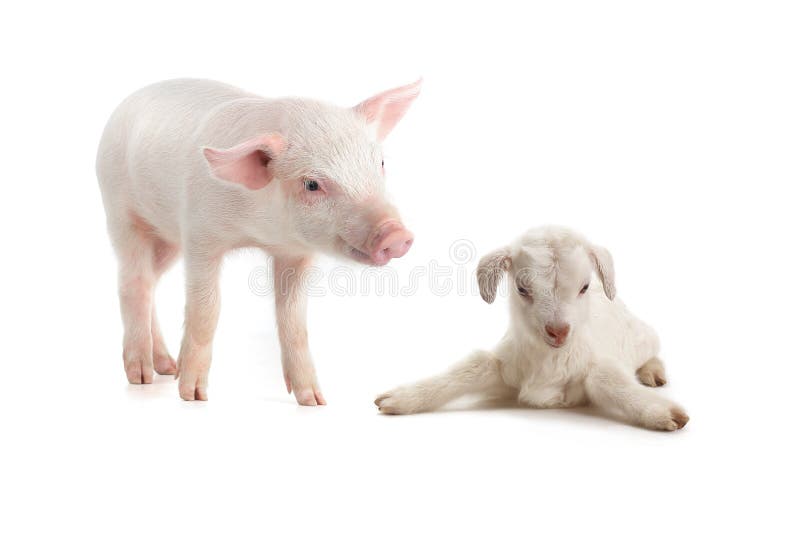 Pig and goat stock image. Image of small, life, tail - 69975027