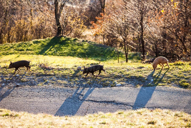 Mountain Pig stock image. Image of touch, season, thailand - 14748951