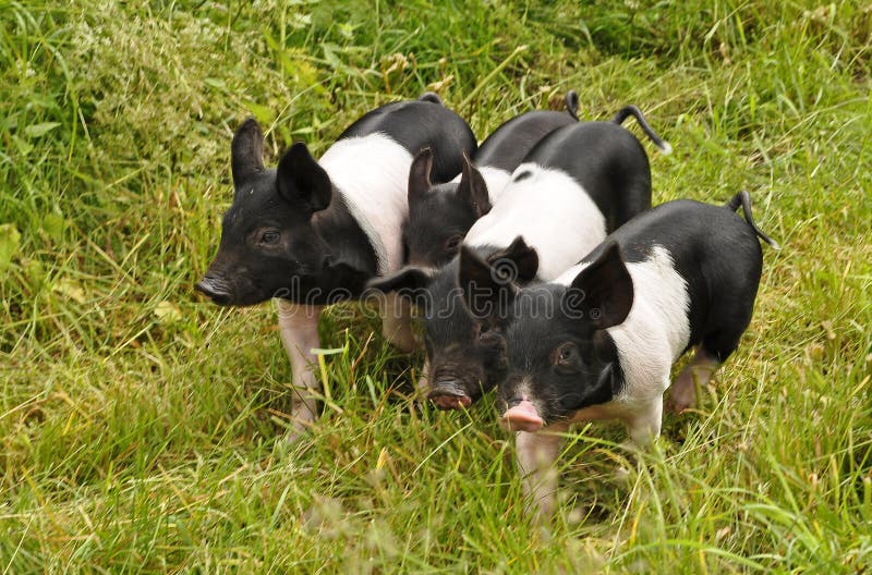 Pig in green grass stock image. Image of country, agricultural - 25557713