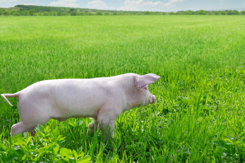 Pig on a green grass stock photo. Image of agriculture - 65661160