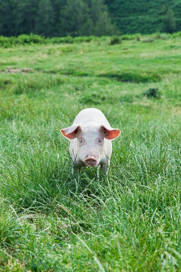 Pig on a green grass stock photo. Image of farming, domestic - 58933274