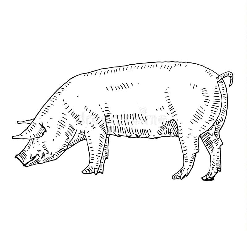 Pig stock vector. Illustration of farm, snout, swine - 42325171