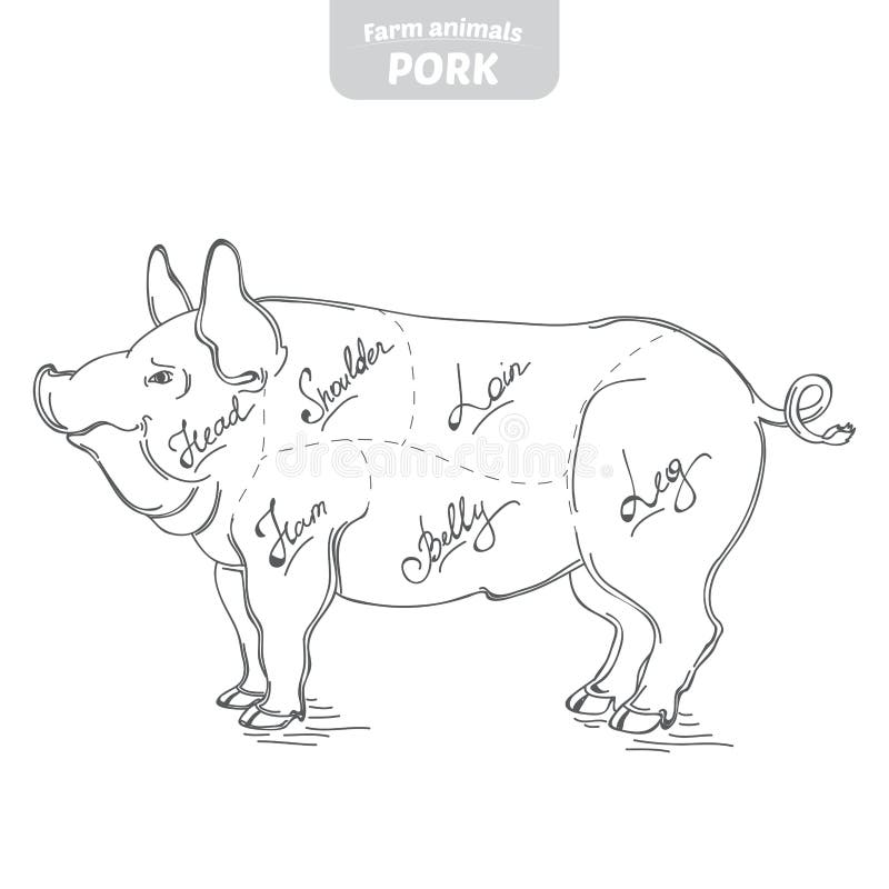Pig Hand-drawn Vector Illustration. Stock Vector - Illustration of head ...