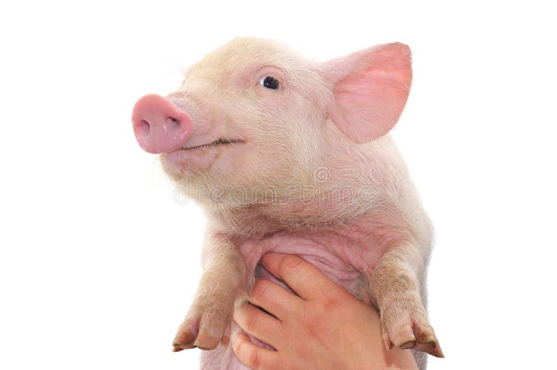 Pig in hands stock image. Image of people, human, young - 17565725