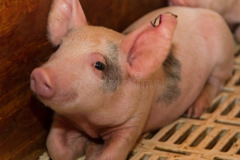 Pig Hatchery for Pig Meat Consumption in the Field Stock Photo - Image ...