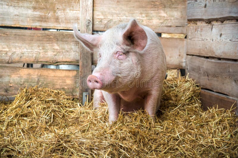 Pig on hay and straw stock image. Image of livestock - 36093127