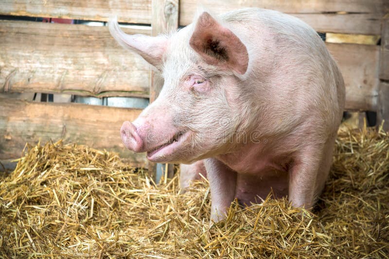 Pig on hay and straw stock image. Image of porcine, pigstry - 36294201
